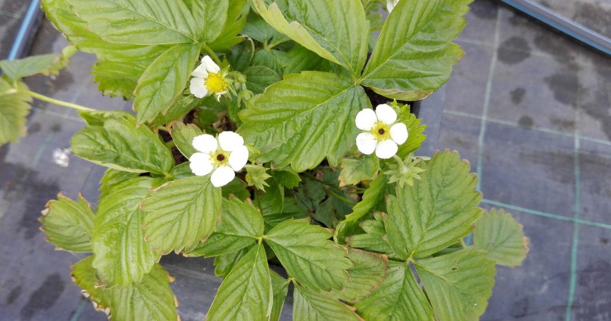 Hoiatus aiapidajatele: temperatuur võib lähiöödel langeda alla nulli