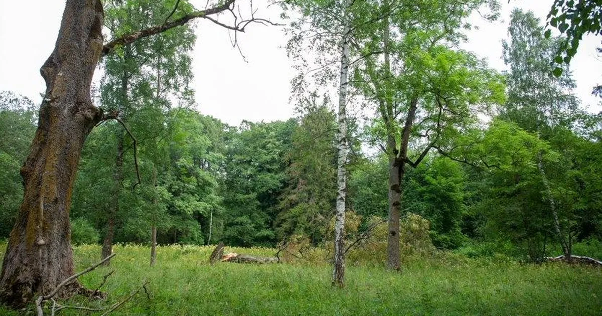 Vaeküla park saab uue ilme