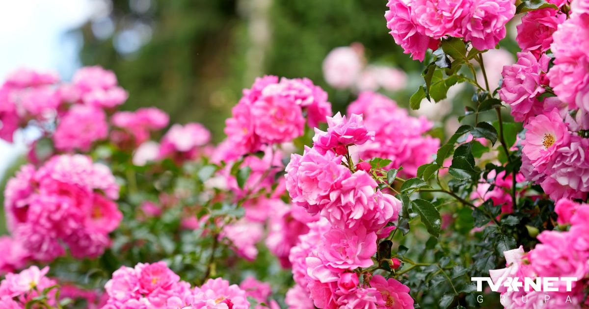 Piektdien debesis vietām segs gubu mākoņi; dienā gaiss iesils līdz +22 ...