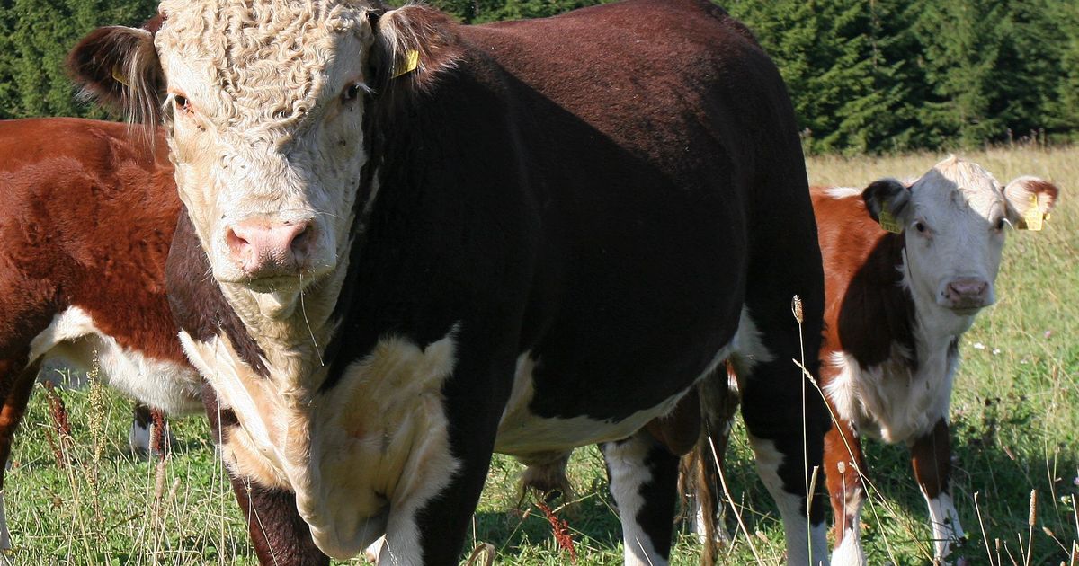 Kumb ta siis on, lehm või loom?