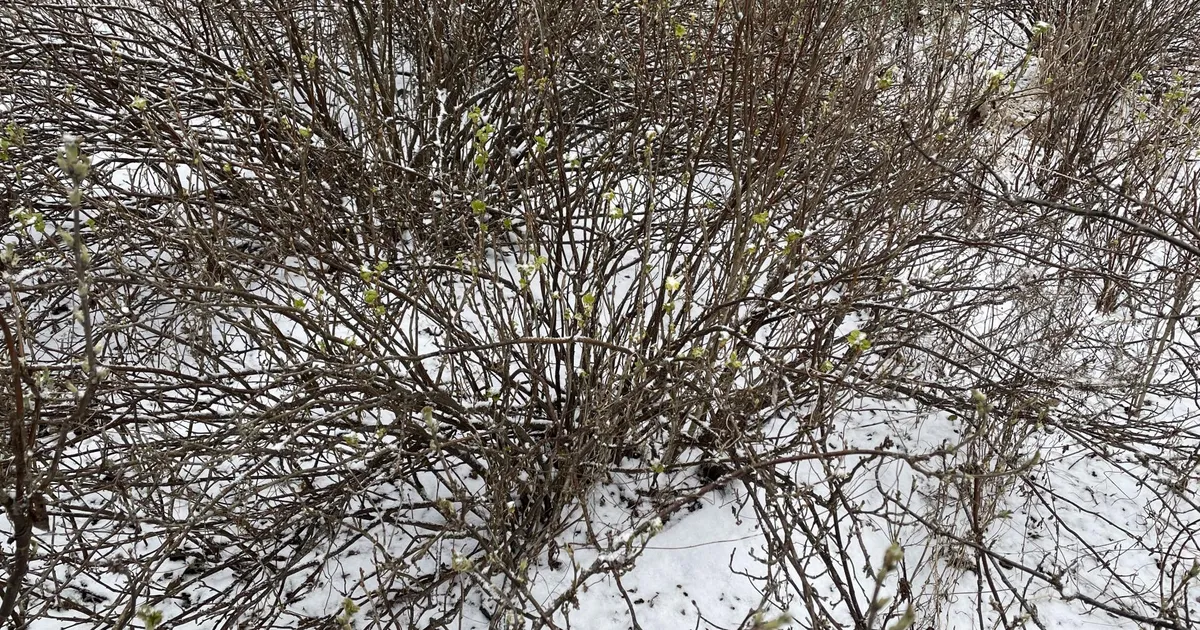 Miinuskraadid võivad saagi hävitada