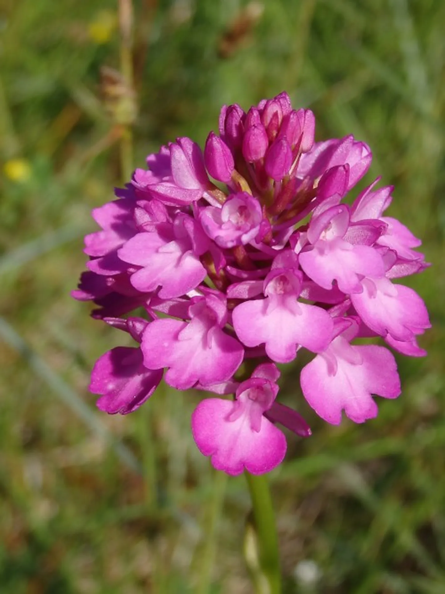 Saage tuttavaks aasta orhideega