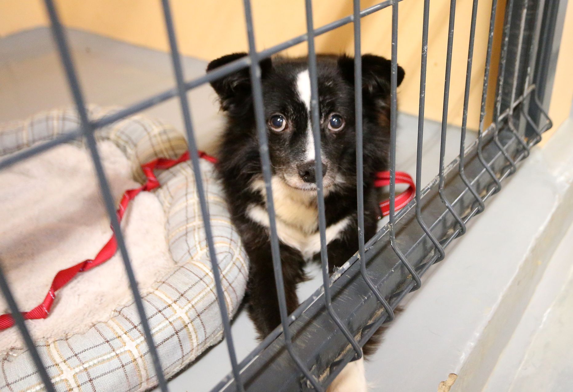 Loomapäästjad ja Tartu varjupaik läksid hukatud koerte tõttu tülli