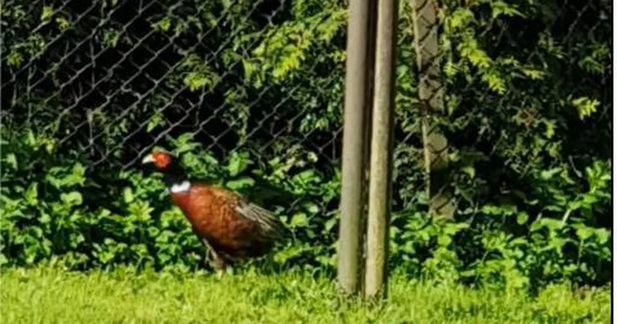 FOTO Võrus jalutas kaupluse juures ringi pilkupüüdev suleline: läks ...