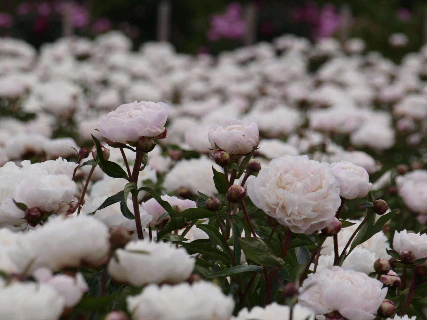 ÜLE 5000 TAIME Pojengide õitsemispeo tipphetk on saabunud!