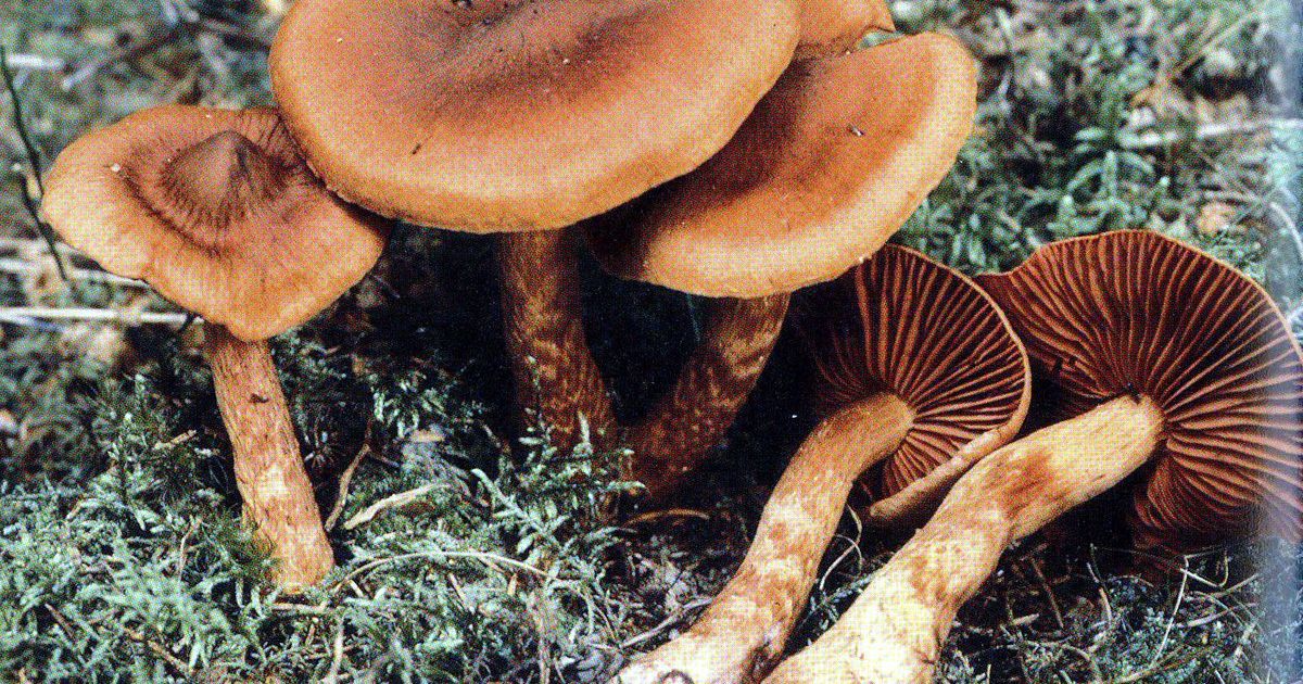 Galerii: mürgised seened meie metsades