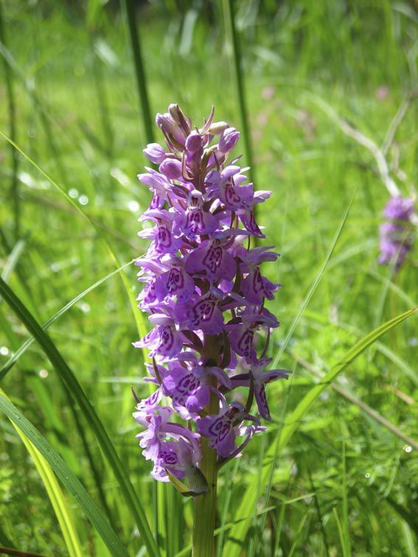 Loodus: Kaunid orhideed õitsevad suvel keset Eestimaa metsi