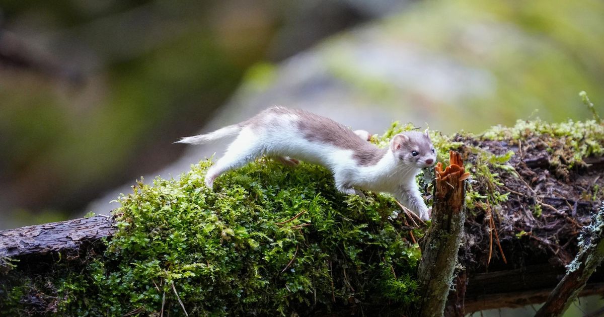 LOODUSFOTO Nirgi kasukas pole veel päris valge