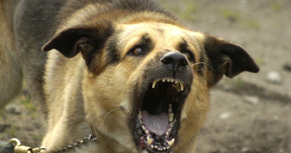 Koerad on sel aastal purenud nii sõiduauto rehvi kui rünnanud lambaid