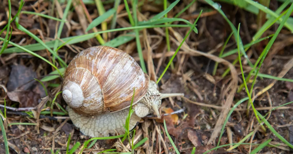 LOODUSREKORDID Kui suur on Eesti suurima kojaga tigu?