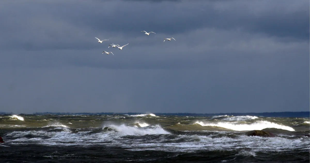 Eesti ujujad ületavad Soome lahte