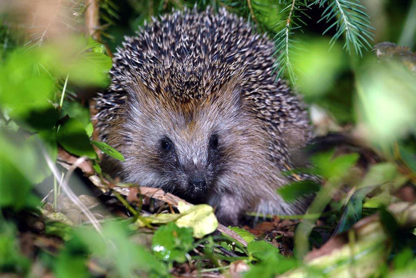 Loodus: Siil elab meelsasti koduaedades ning maiustab piimaga