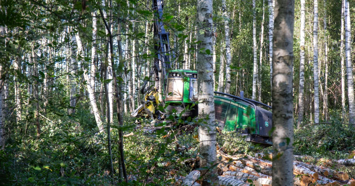 Kohus peatas raie vaidlusaluses Ihaste metsas