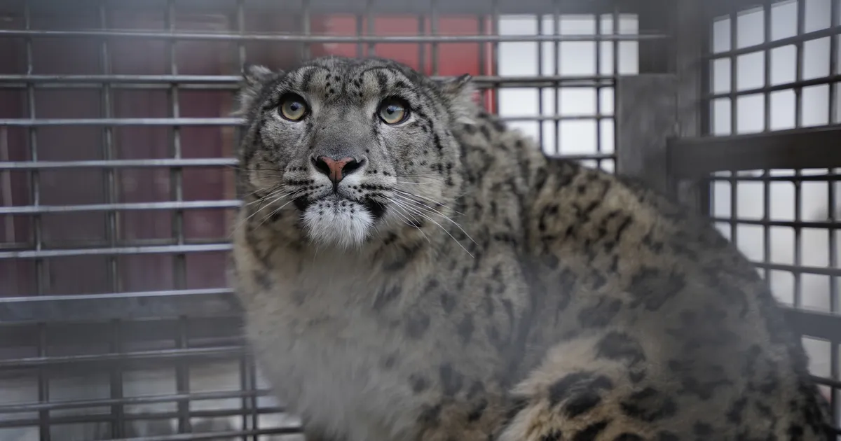 Afganistanis püüti kinni kariloomi hävitanud haruldane lumeleopard