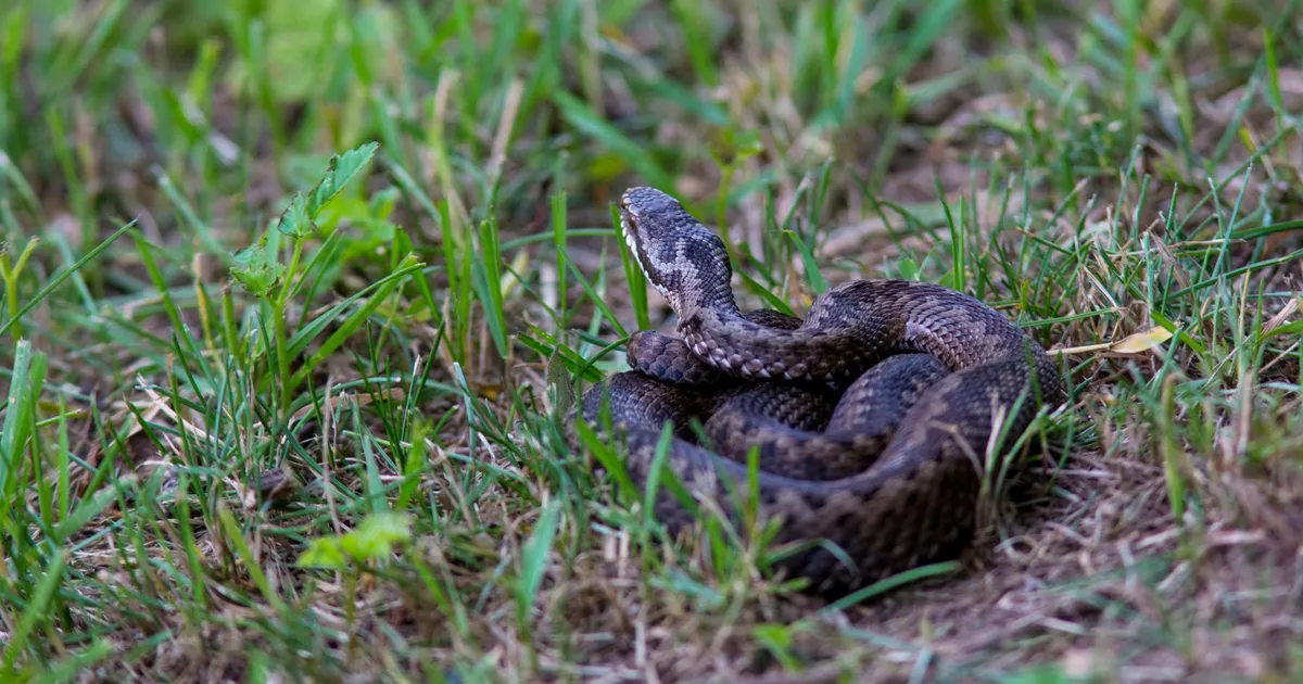 Palavus tõi kaasa ka rästikuhammustuste hulga kasvu