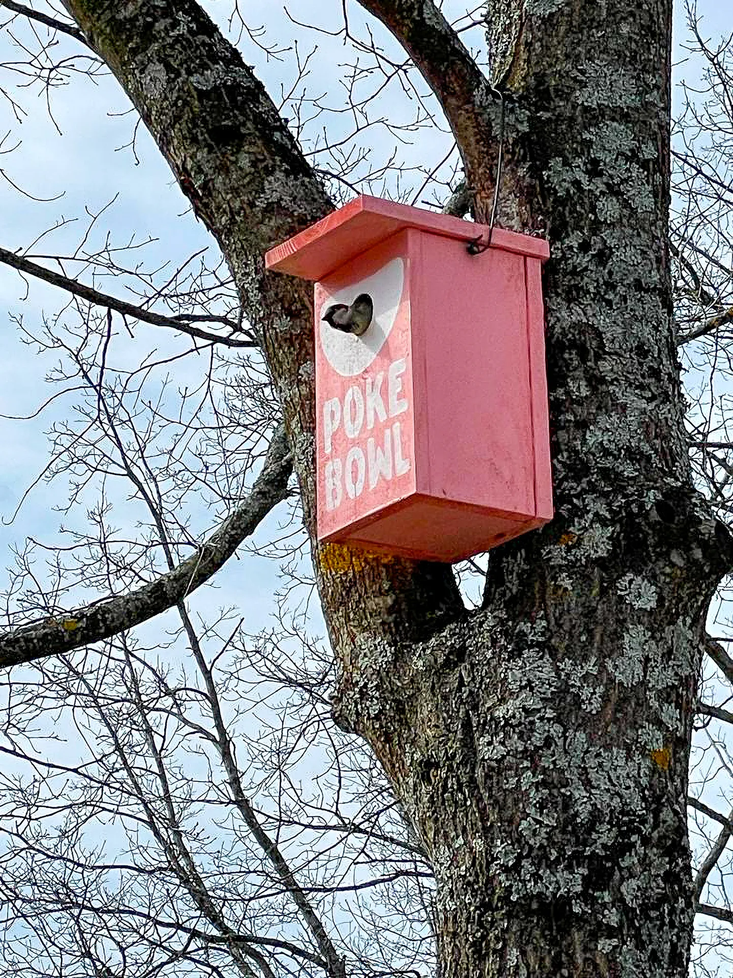 Mis värk on nende roosade pesakastidega? Lugu, mida enamik inimesi ei tea