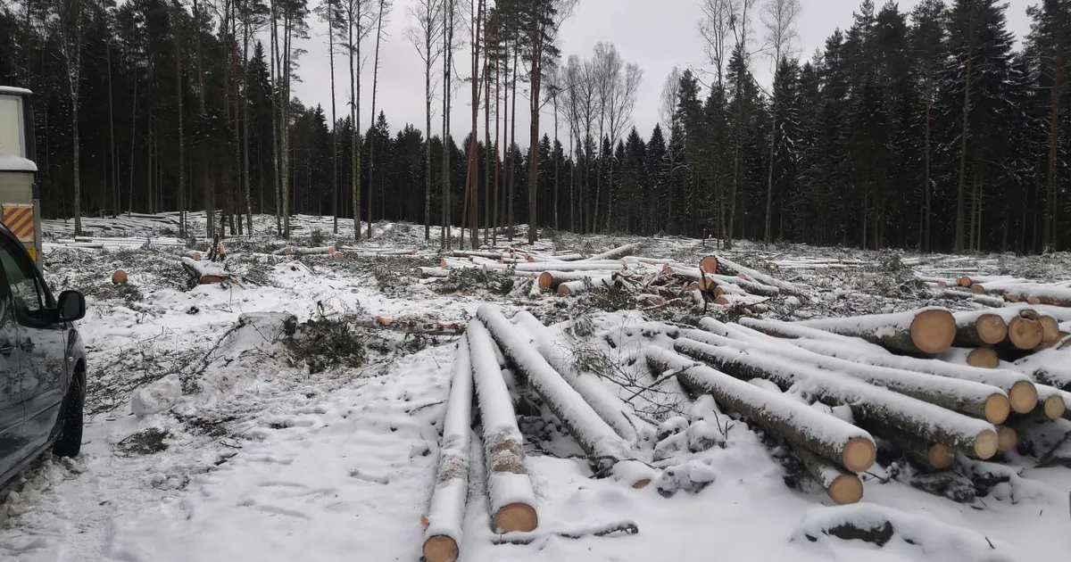 Uljastel raiutakse metsa, aga mitte kaitsealal