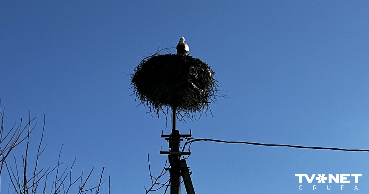 Latvijā atgriezušies stārķi. Manīts melnais un baltais stārķis