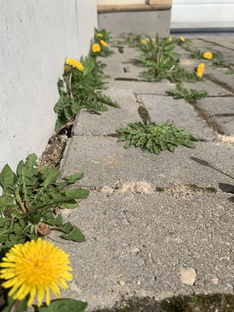 LOODUSKALENDER Kolmapäeval ei tohiks lõhkuda puid ja teha toas tuld