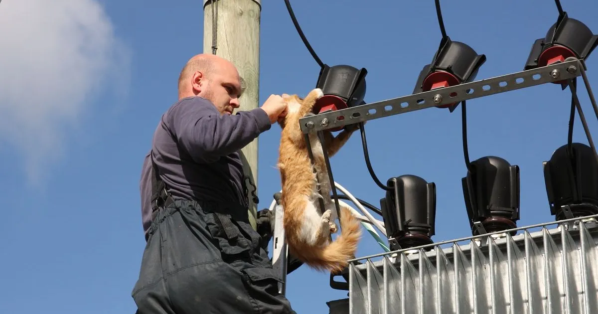 Pildid: koerad ja kass katkestasid ratsavõistluse