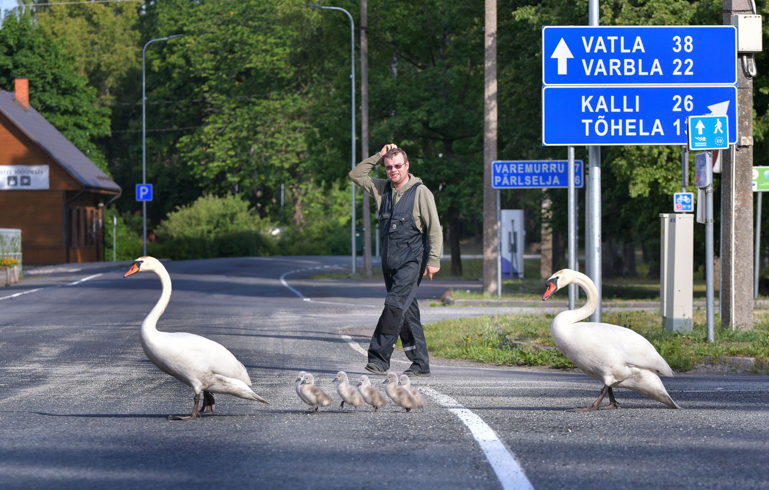FOTO Policisti Igaunijā palīdz gulbju ģimenei droši šķērsot ceļu