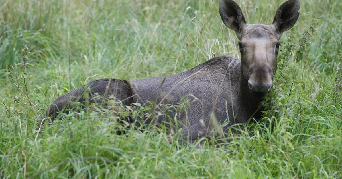 Kütid astusid põtrade arvukuse eest välja