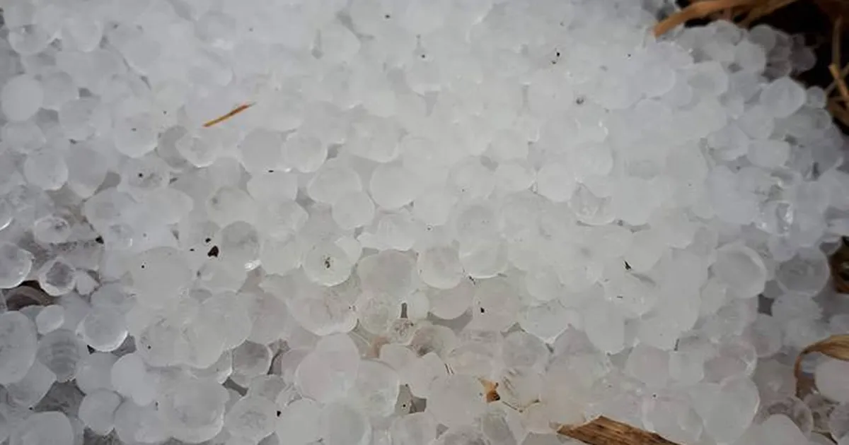 Foto: Valgamaal sadas maha rahe, mille terade läbimõõt ulatus 2,5 ...