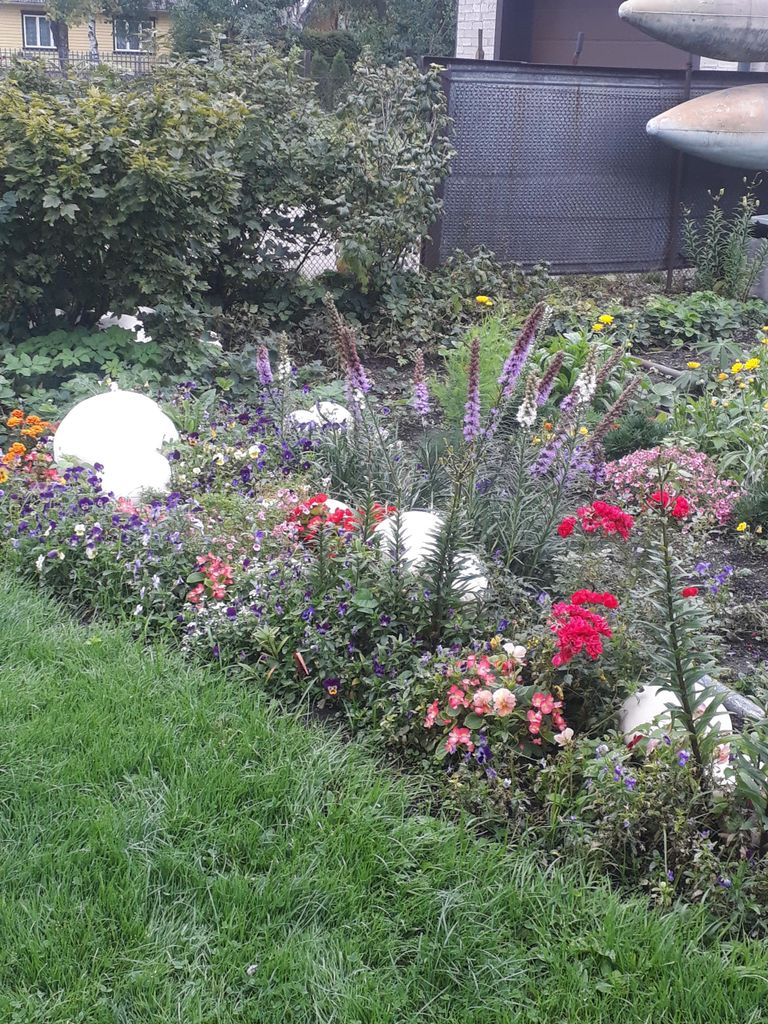 Pärnaka koduaias kasvavad pirakad hiidmunad - Pärnu Postimees