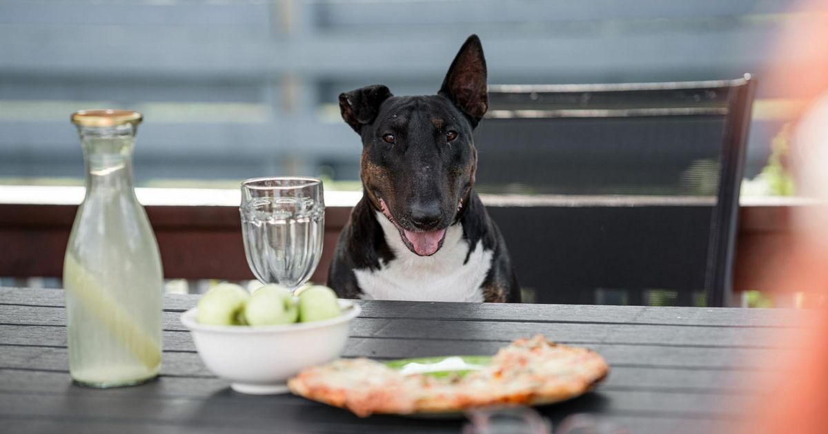 GALERIID JA VIDEO Bullterjer – süle- või tapjakoer?