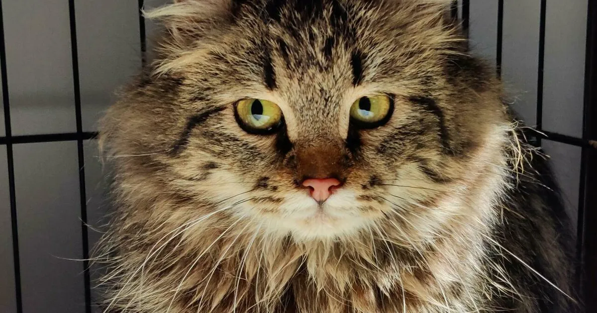 Loomade varjupaiga pikaaegseim elanik on uut kodu oodanud pea aasta