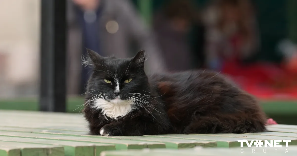 Piektdien vietām Latvijā nedaudz uzsnigs