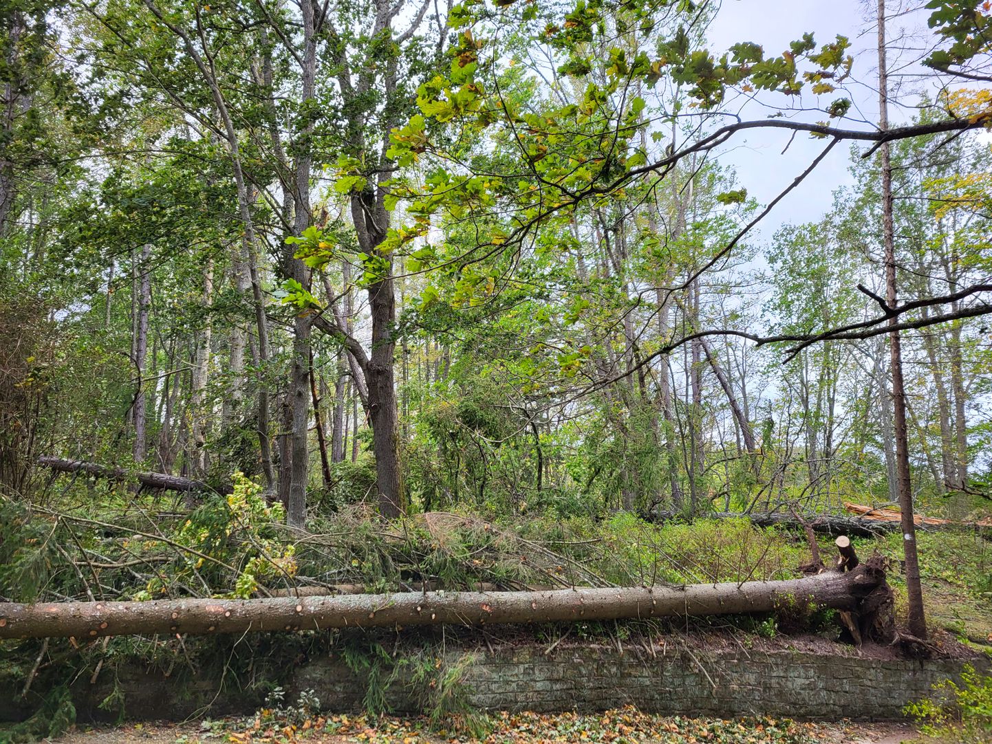 RMK koristab Oru pargist ja Purtse männikust sel talvel ligemale 300 ...