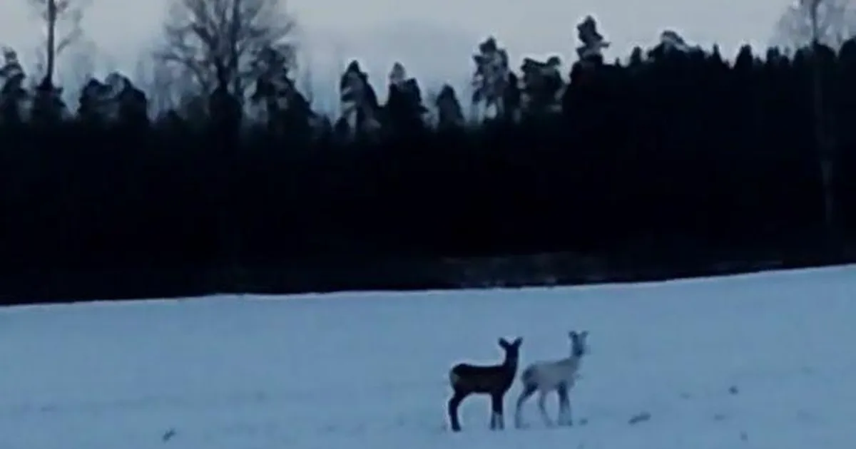 VIDEO Jahimees märkas Valgamaal valget metskitse