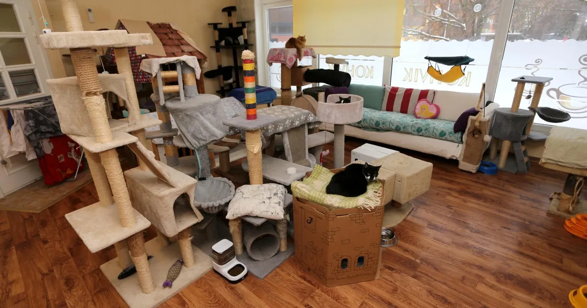 Kassituba sulges uksed, aga loomade päästmine jätkub