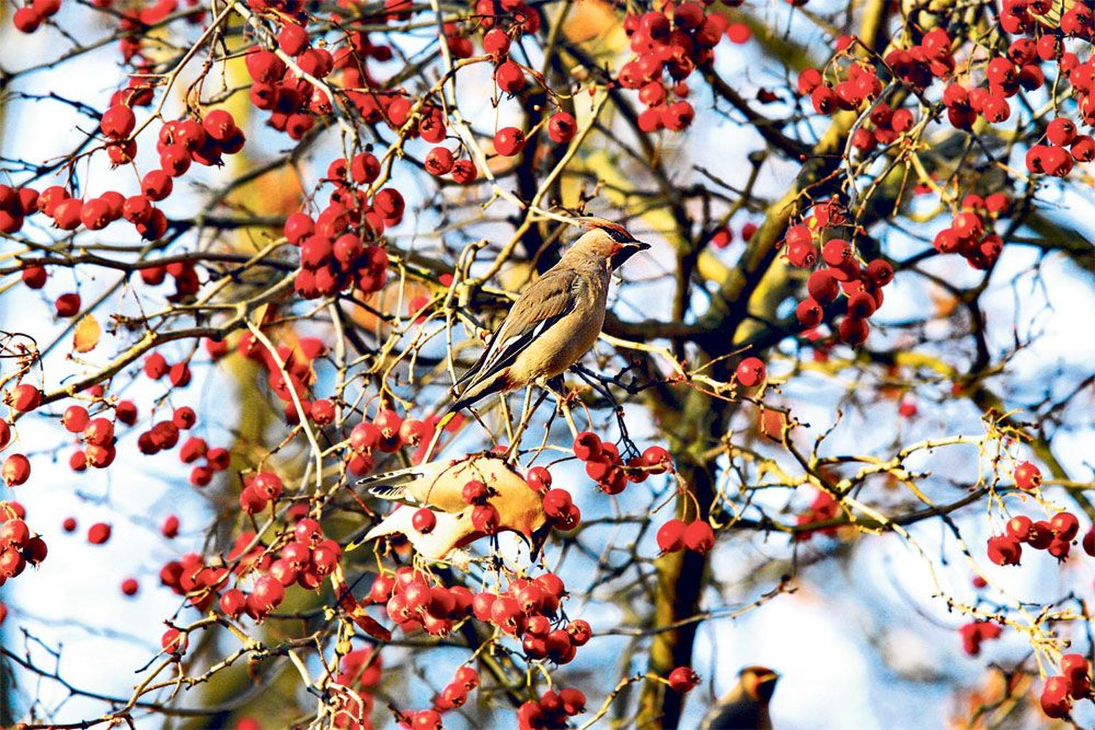 Punarüüs viirpuu meelitas aplaid viristajaid