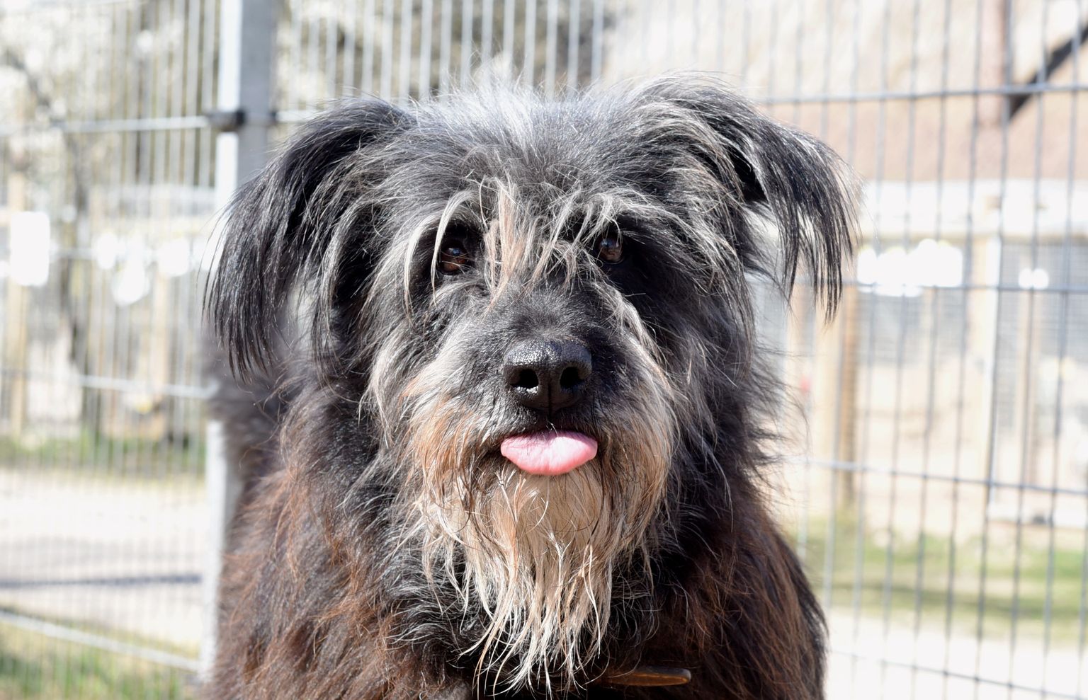 Dzīvnieku patversme "Labās mājas" līdz gada beigām pārtrauc suņu un ...