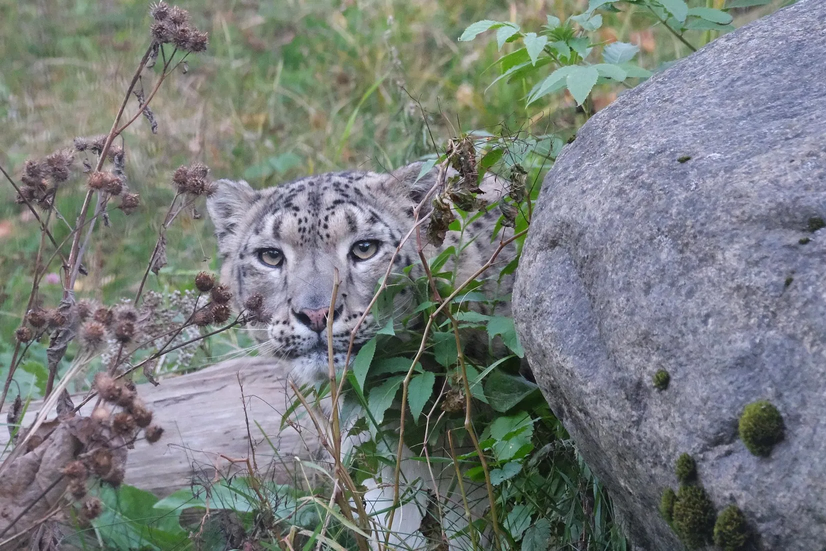 LOOMARIIK Kaks tippsündmust korraga: kõrvitsapidu ja lumeleopardipäev!