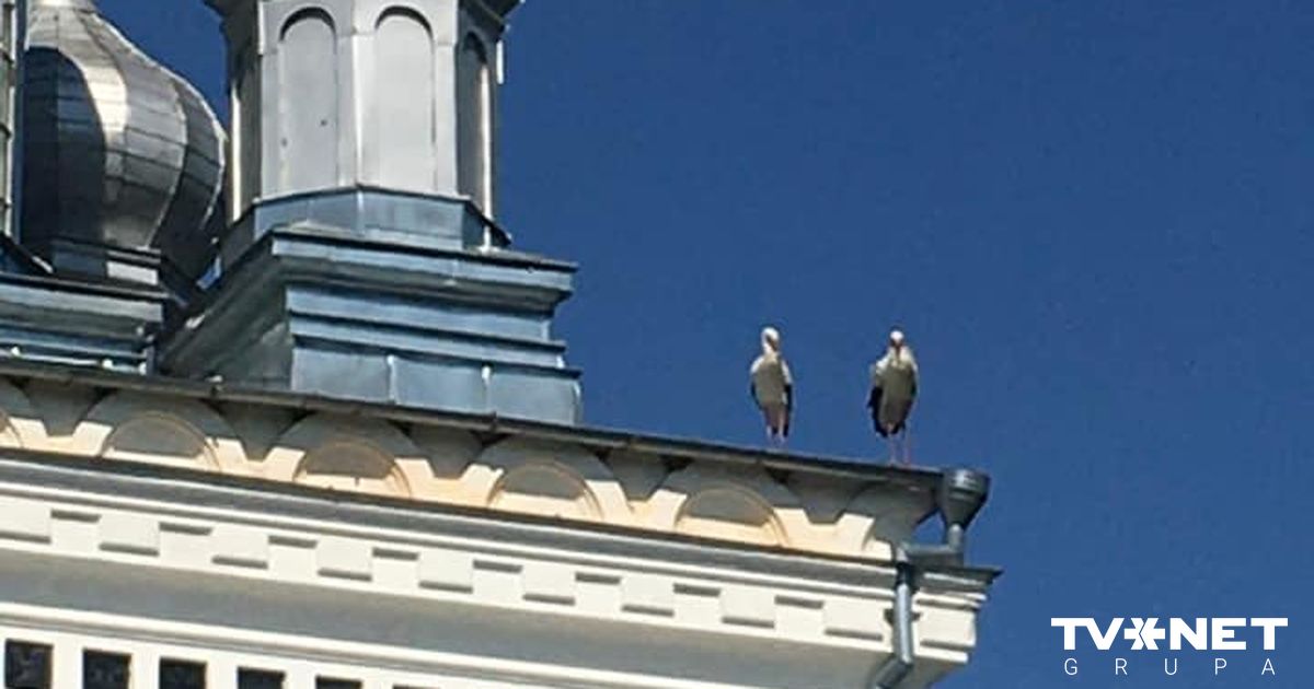 FOTO Stārķi nepiekāpjas. Pēc iznīcinātās ligzdas uz Stāmerienas ...