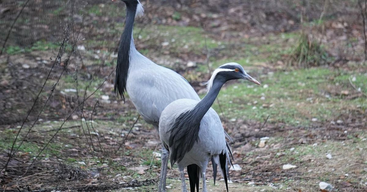 NÄDALA LOOMAAED Ilmauperpallid pakuvad keset talve kevade hõngu
