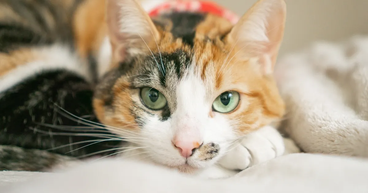 Kas kassid näevad värve?