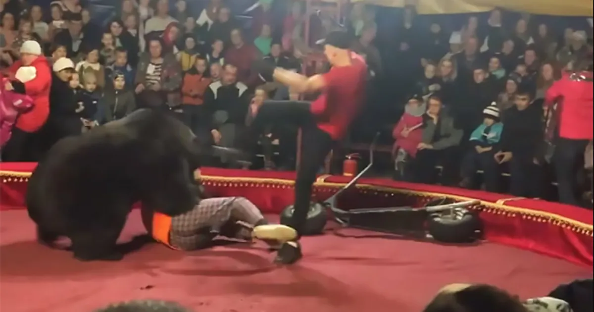 Video: Venemaal ründas tsirkusekaru taltsutajat