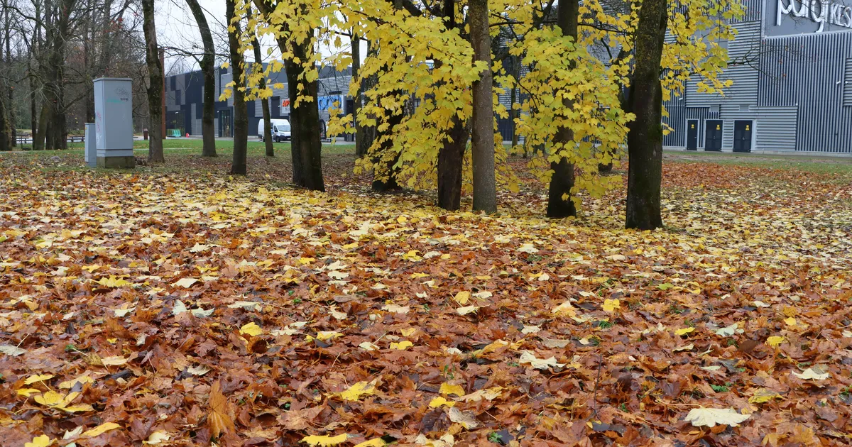 Ülearuste puulehtede jaoks on kohti kasinalt