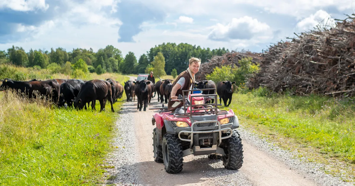Veiseliha eest saab rekordhinda