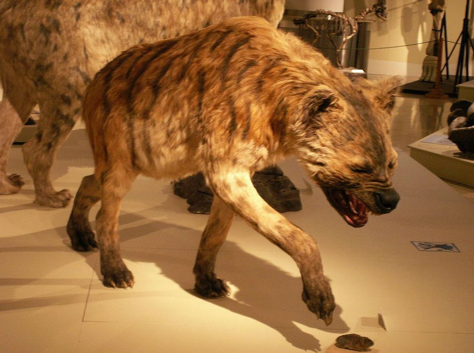 Video: hüäänid takistasid Euroopas varajaste inimeste liikumist?