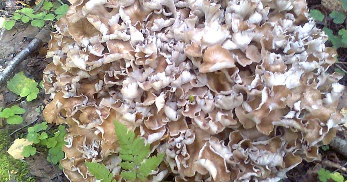 nabatorik - Postimees: Värsked uudised Eestist ja välismaalt