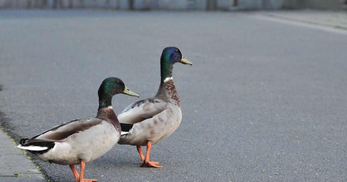 VAHVA VAATEPILT Võrus jäid kaamera ette eeskujulikult üle tee jalutavad ...