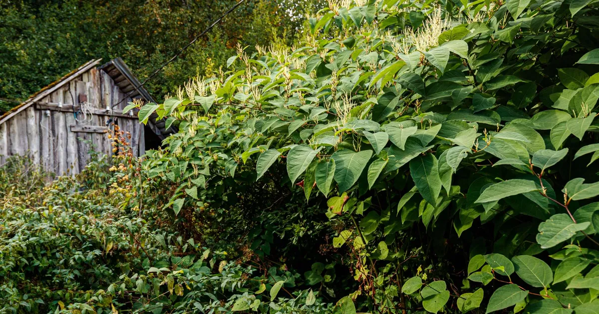 Viru-Nigula vald soovib pargitatraga võitlema hakata