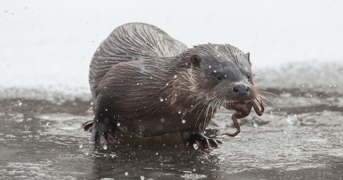 Saarmas –2024. aasta loom