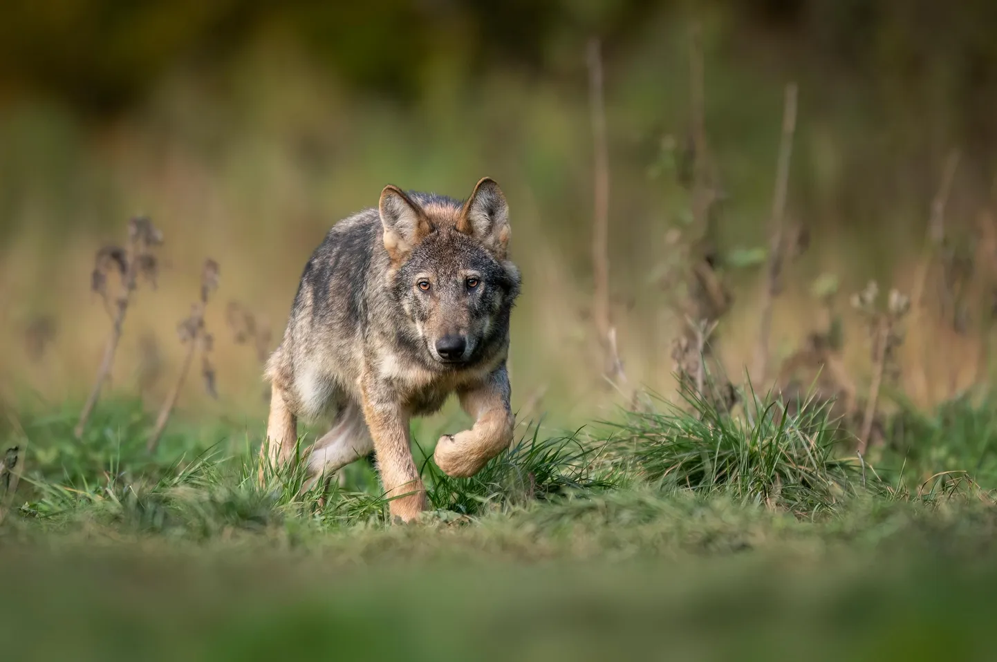 Keila külje all murdis hunt koera