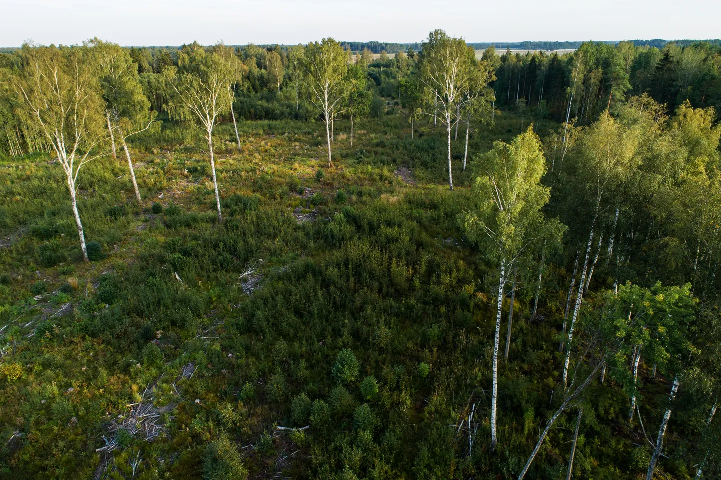 Uus algatus: inimesed ostavad puude säilitamiseks ühiselt metsa
